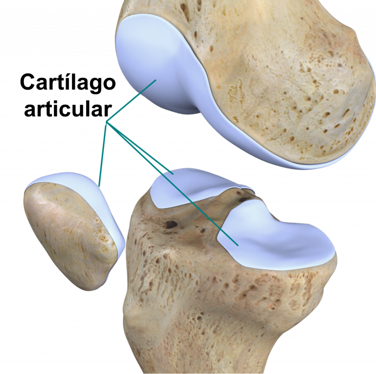 Manejo De Lesiones De Cartílago De Rodilla – LLLCG