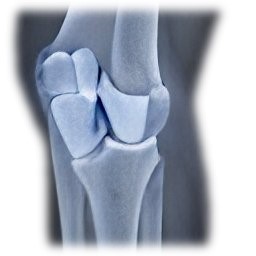 Lesiones de la rodilla